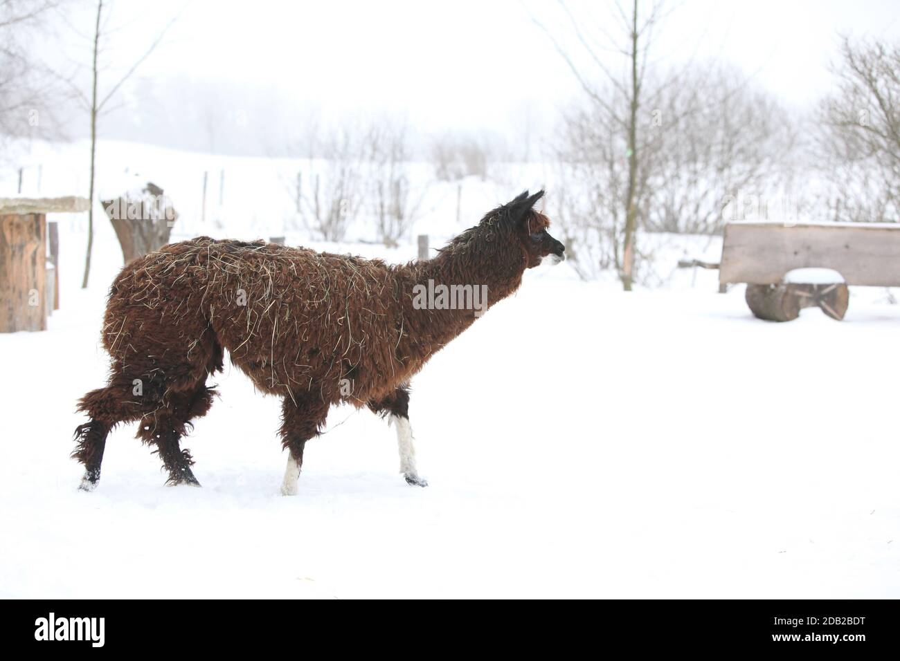 Portrait of adorable llama alpaca looking in winter Stock Photo - Alamy