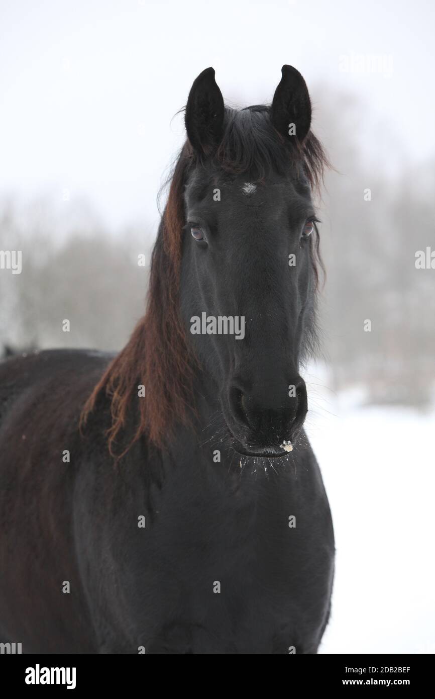 Amazing black friesian mare standing in winter Stock Photo - Alamy