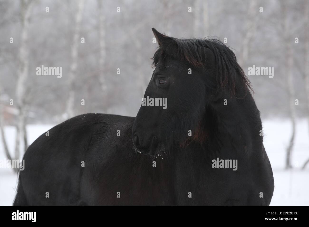 Amazing black friesian mare standing in winter Stock Photo - Alamy