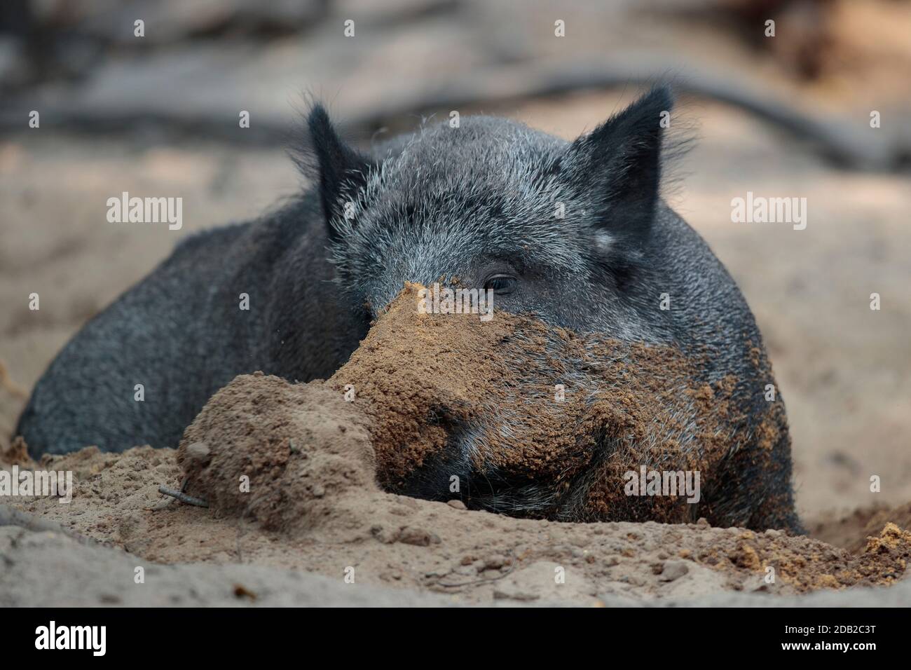Wild Boar (Sus scrofa). Adult digging. Germany Stock Photo - Alamy