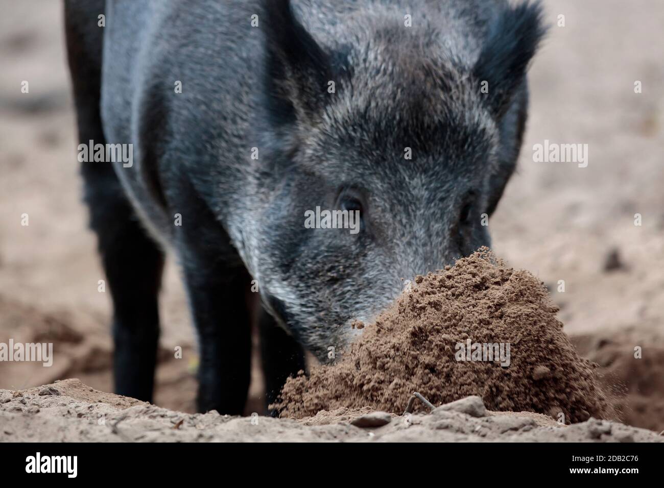 Wild Boar (Sus scrofa). Adult digging. Germany Stock Photo - Alamy