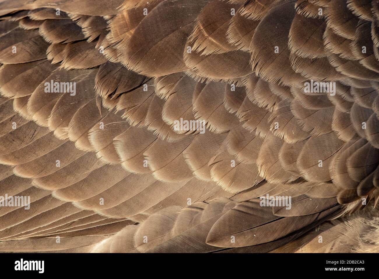 Canada Goose (Branta canadensis). Detail of wing feathers. Germany ...