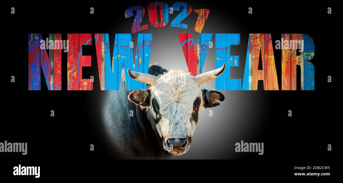 Bull banner hi-res stock photography and images - Alamy