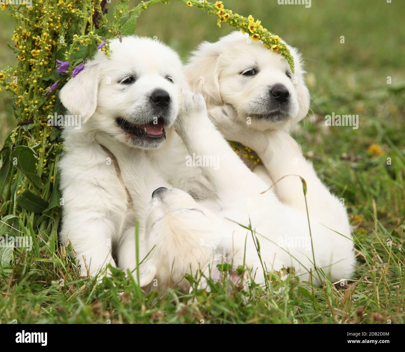 Three puppies of golden retriever playing together Stock Photo - Alamy
