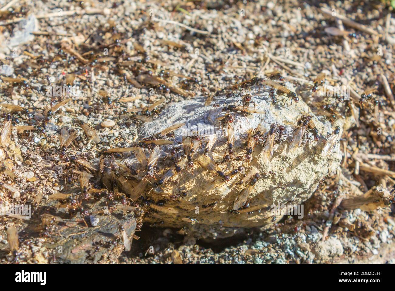 Messor Genus, Harvester Ants Stock Photo - Alamy