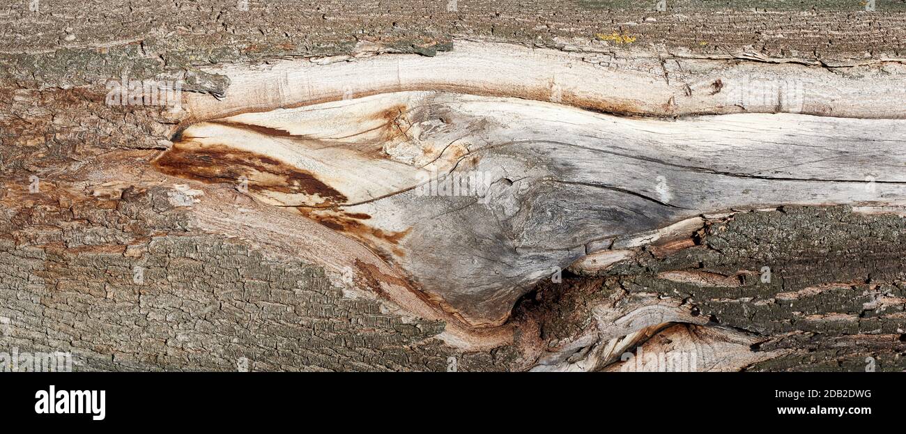 gray tree bark texture with a big knot, full frame, close up Stock ...