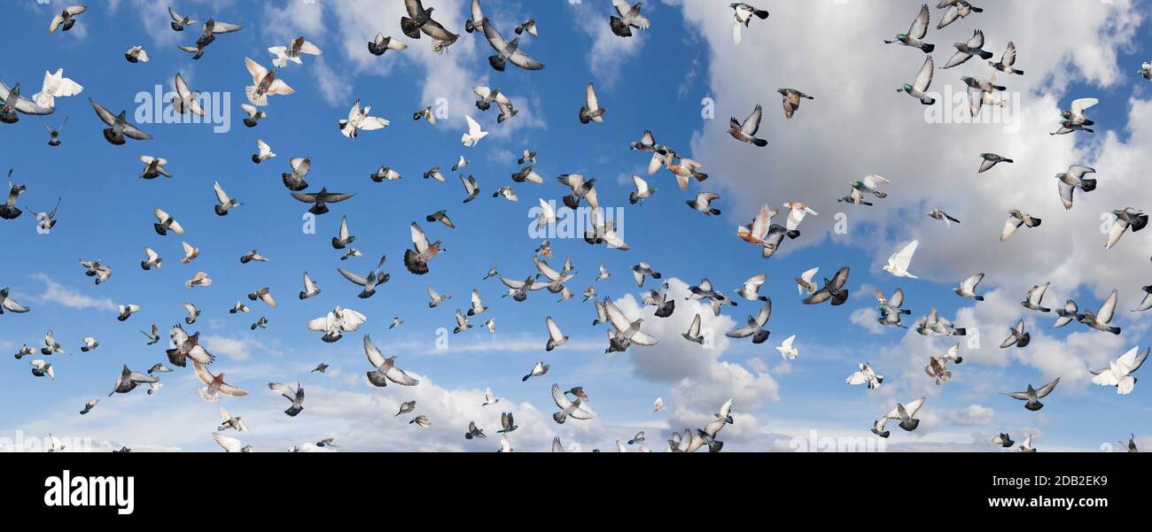 Pigeons flight formation hi-res stock photography and images - Alamy