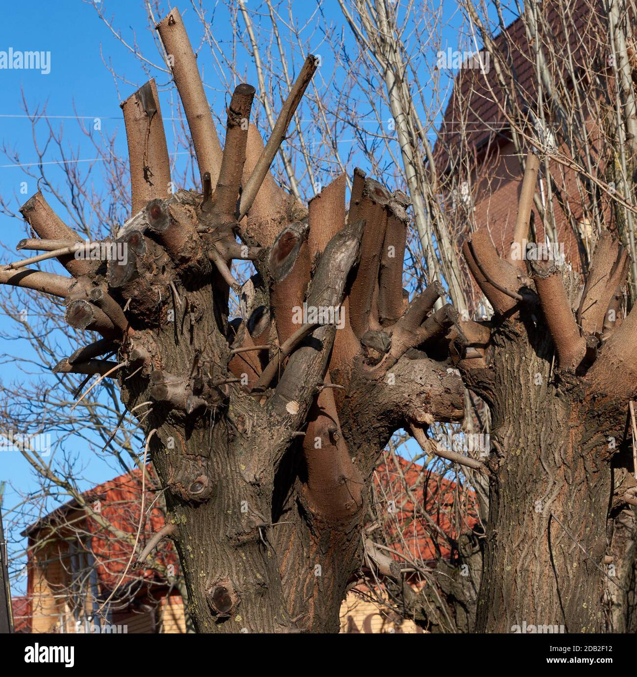 clipped tree crown acacia on city street, spring pruning Stock Photo ...