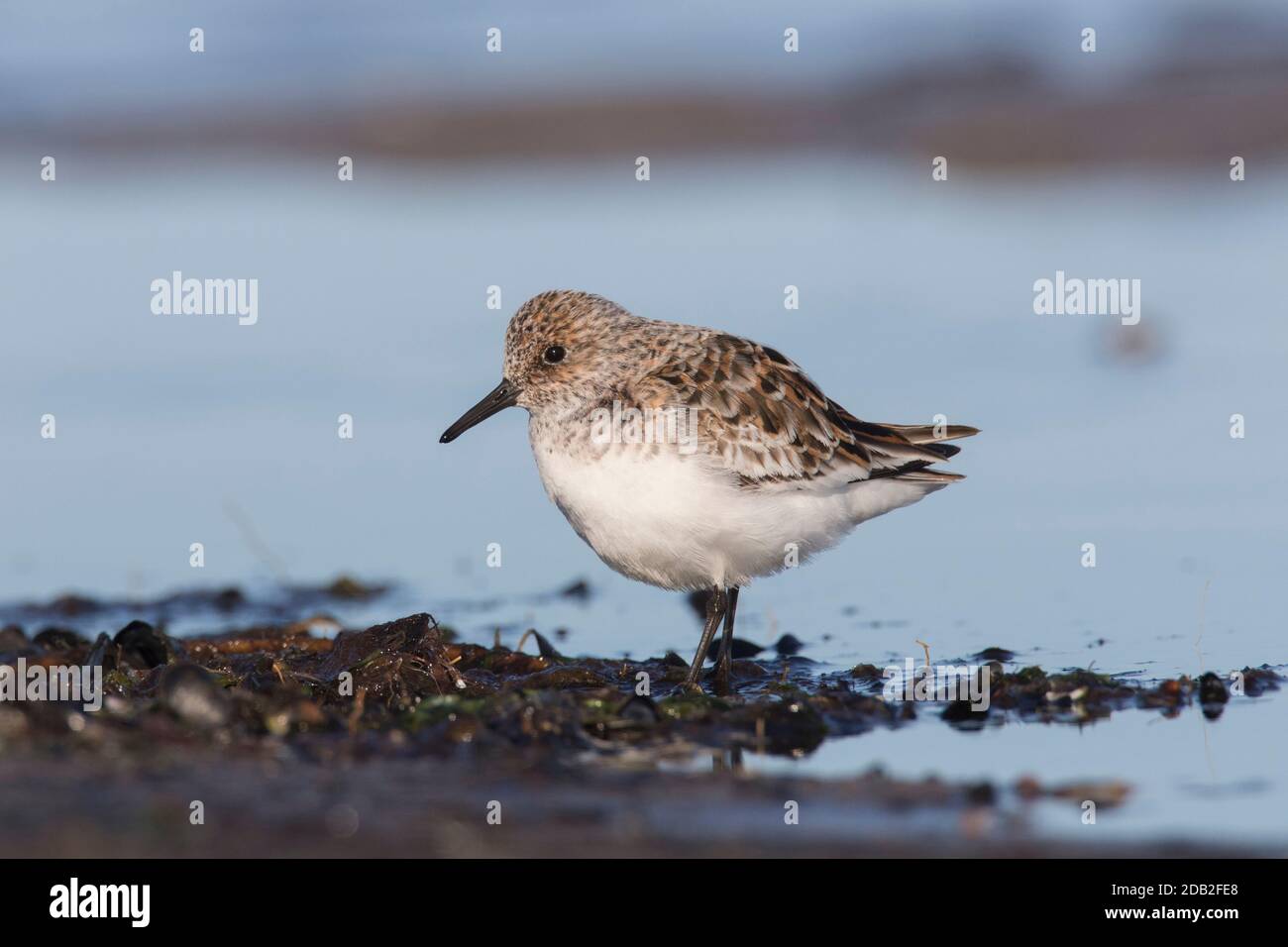 Sanderling (Calidris alba). Adult in breeding plumage standing on alage ...