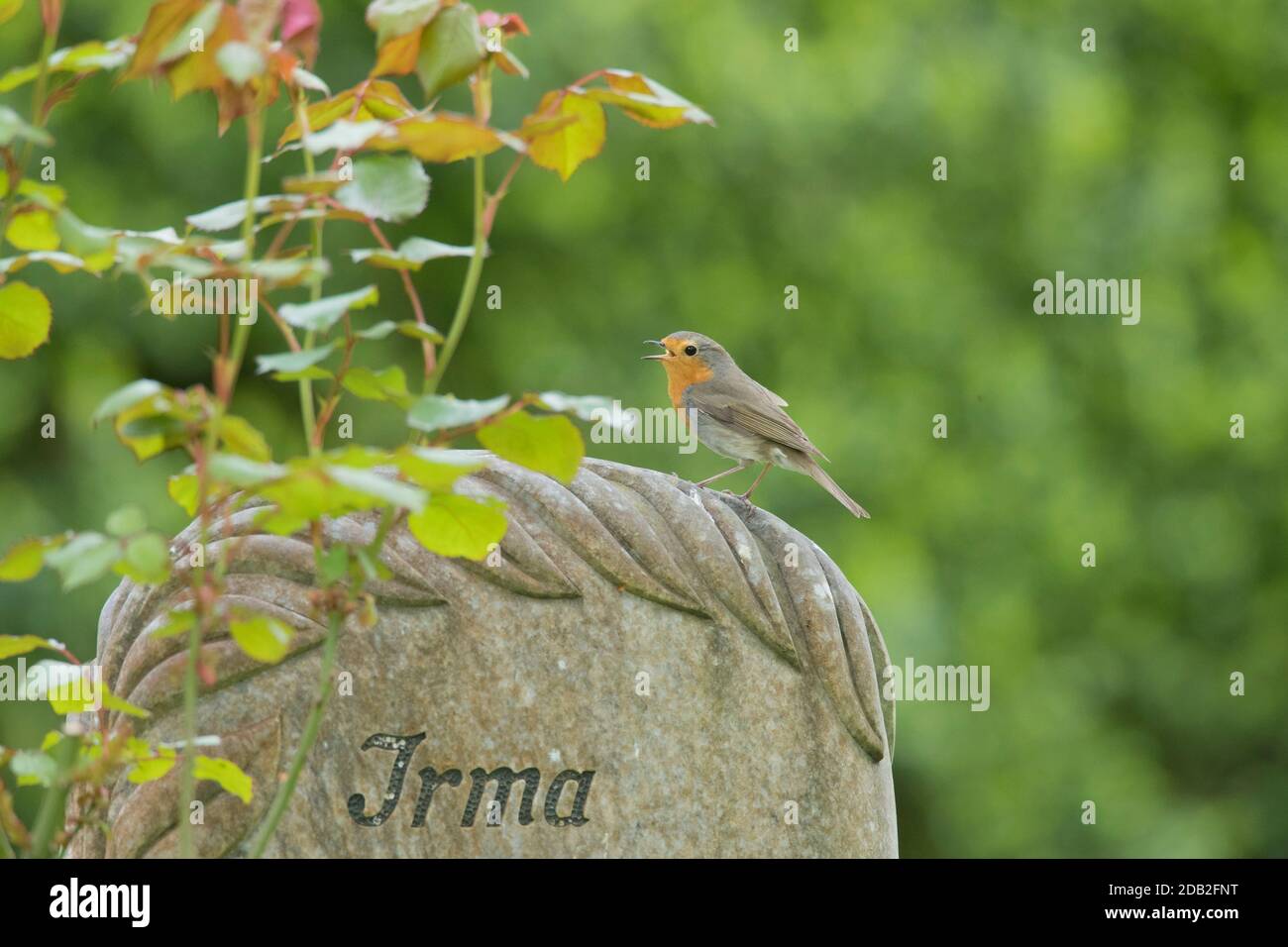 Animal tombstone hi-res stock photography and images - Alamy