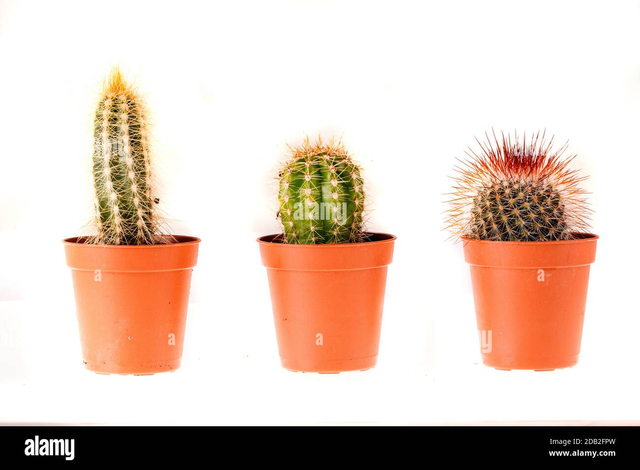 Grow cactus hi-res stock photography and images - Alamy