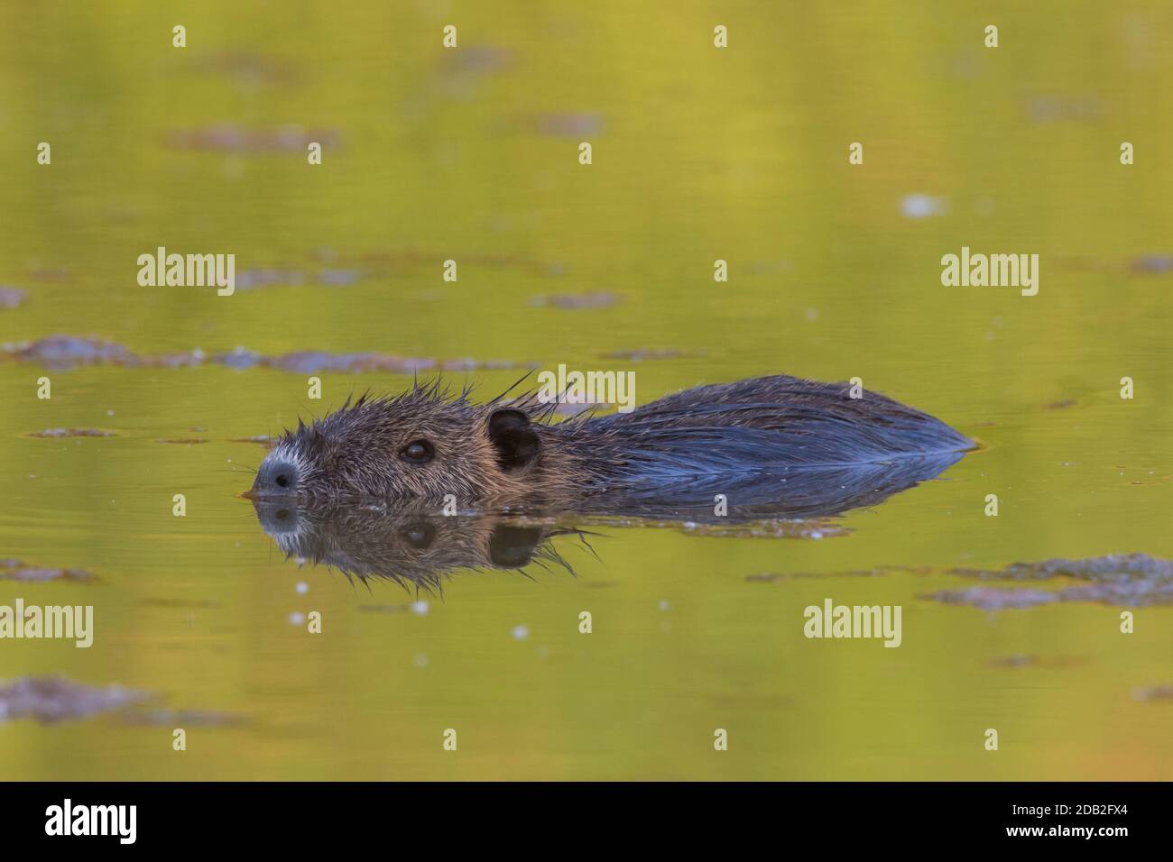 Nutria, Coypu (Mycastor coypus), swimming. Germany Stock Photo - Alamy