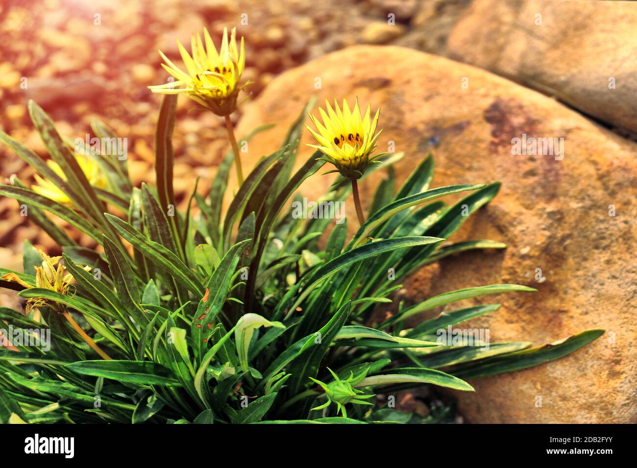 beautiful landscaping with beautiful plants Stock Photo - Alamy