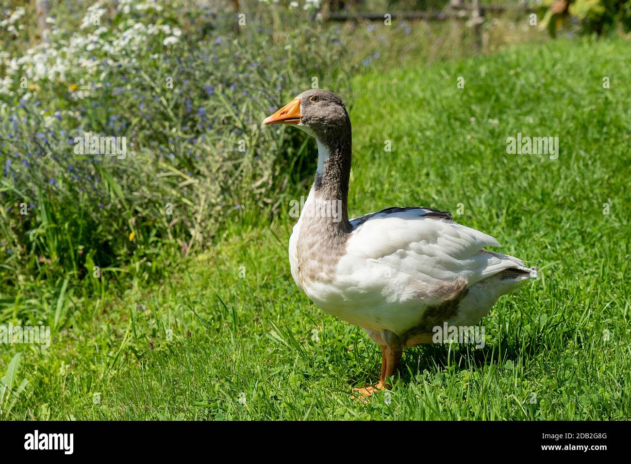 Domestic Goose. Male standing on grass Stock Photo - Alamy