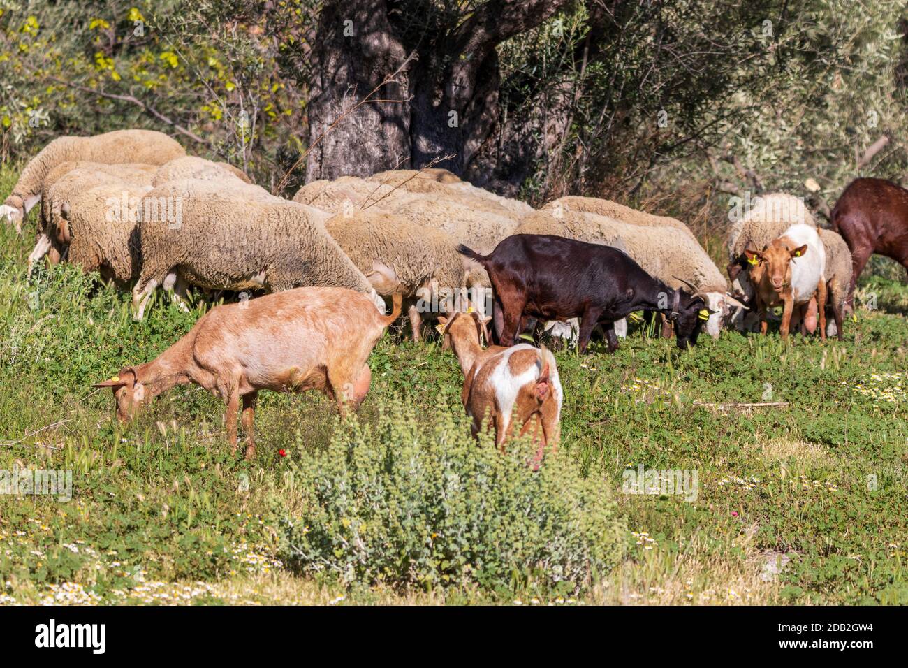 Domestic Goat Capra Hircus Male High Resolution Stock Photography and ...