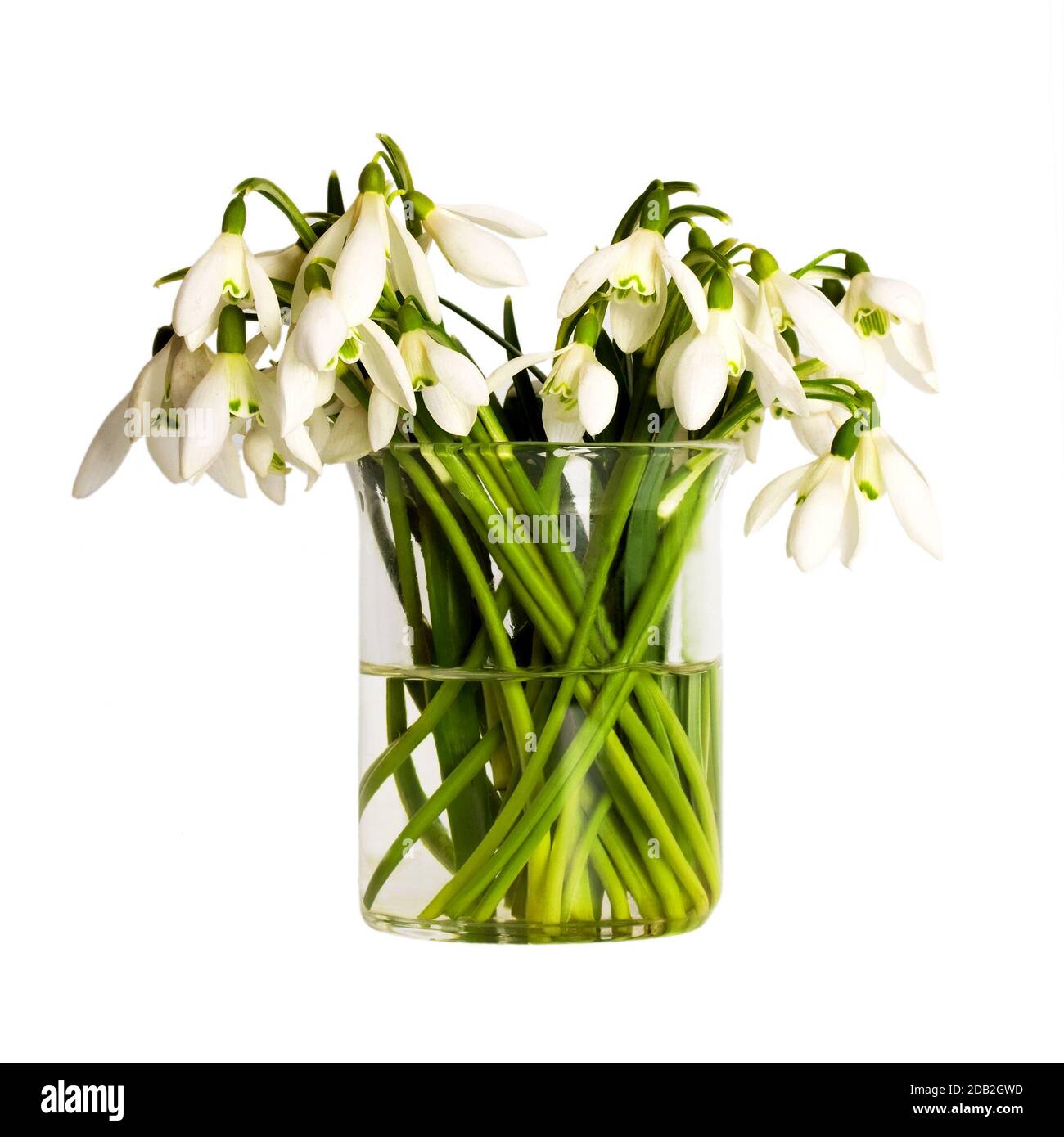 Snowdrop flowers bouquet isolated on white background Stock Photo - Alamy