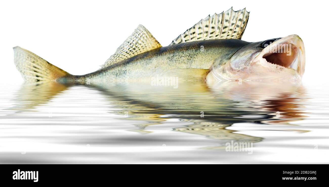 fish walleye zander reflections of the wave Stock Photo - Alamy