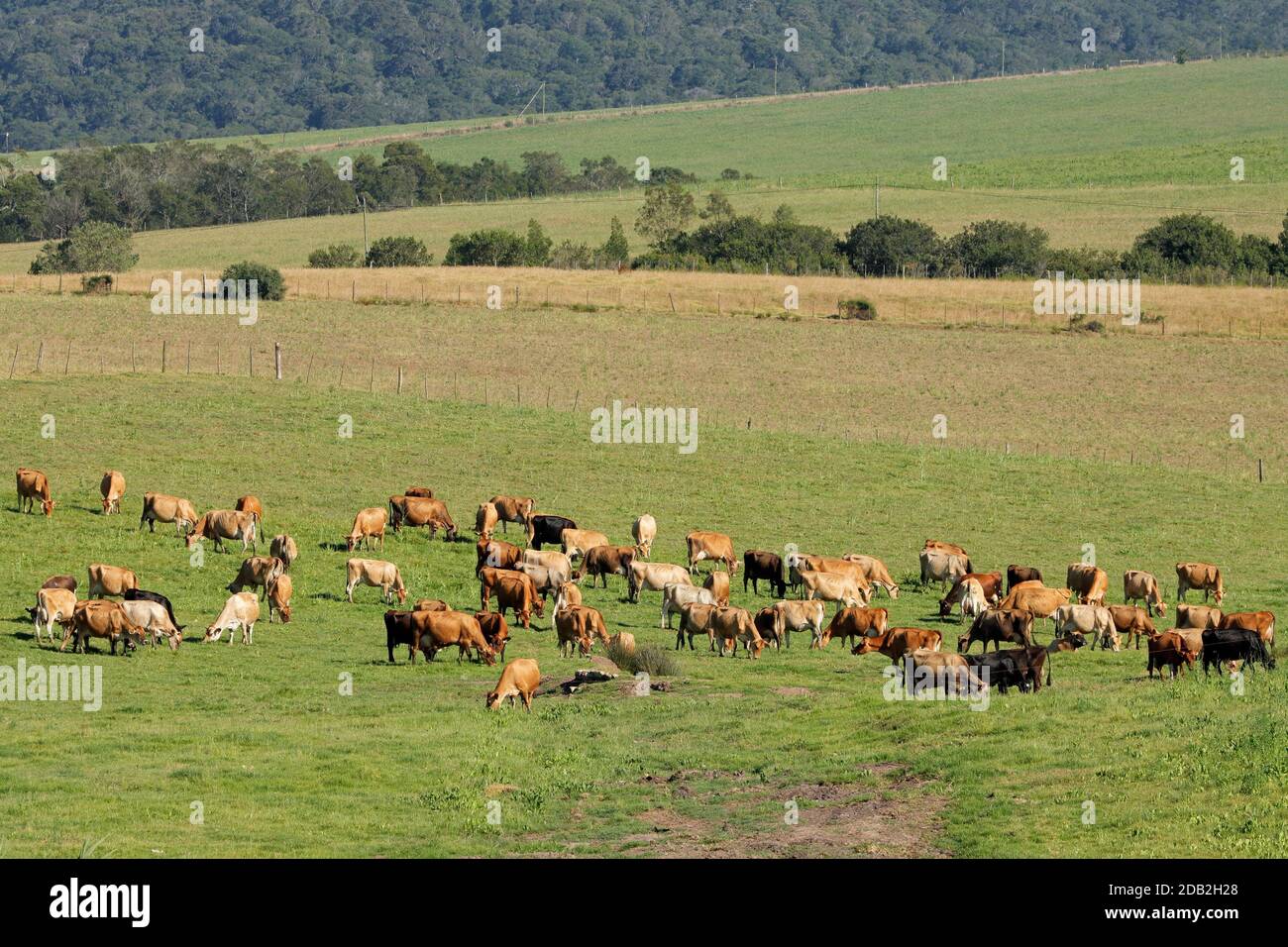 Dairy cows grazing on lush green pasture of a rural farm, South Africa ...