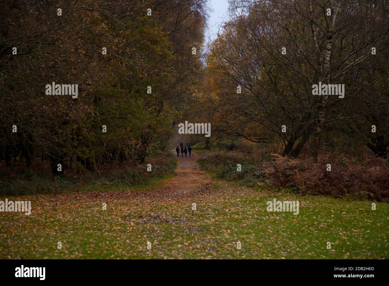 National trust headley heath hi-res stock photography and images - Alamy