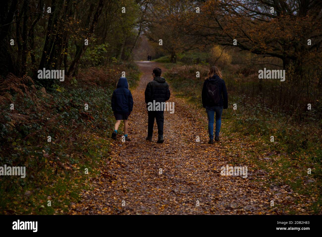 A countryside walk in the rain, Autumn at Headley Heath, Surrey, UK ...