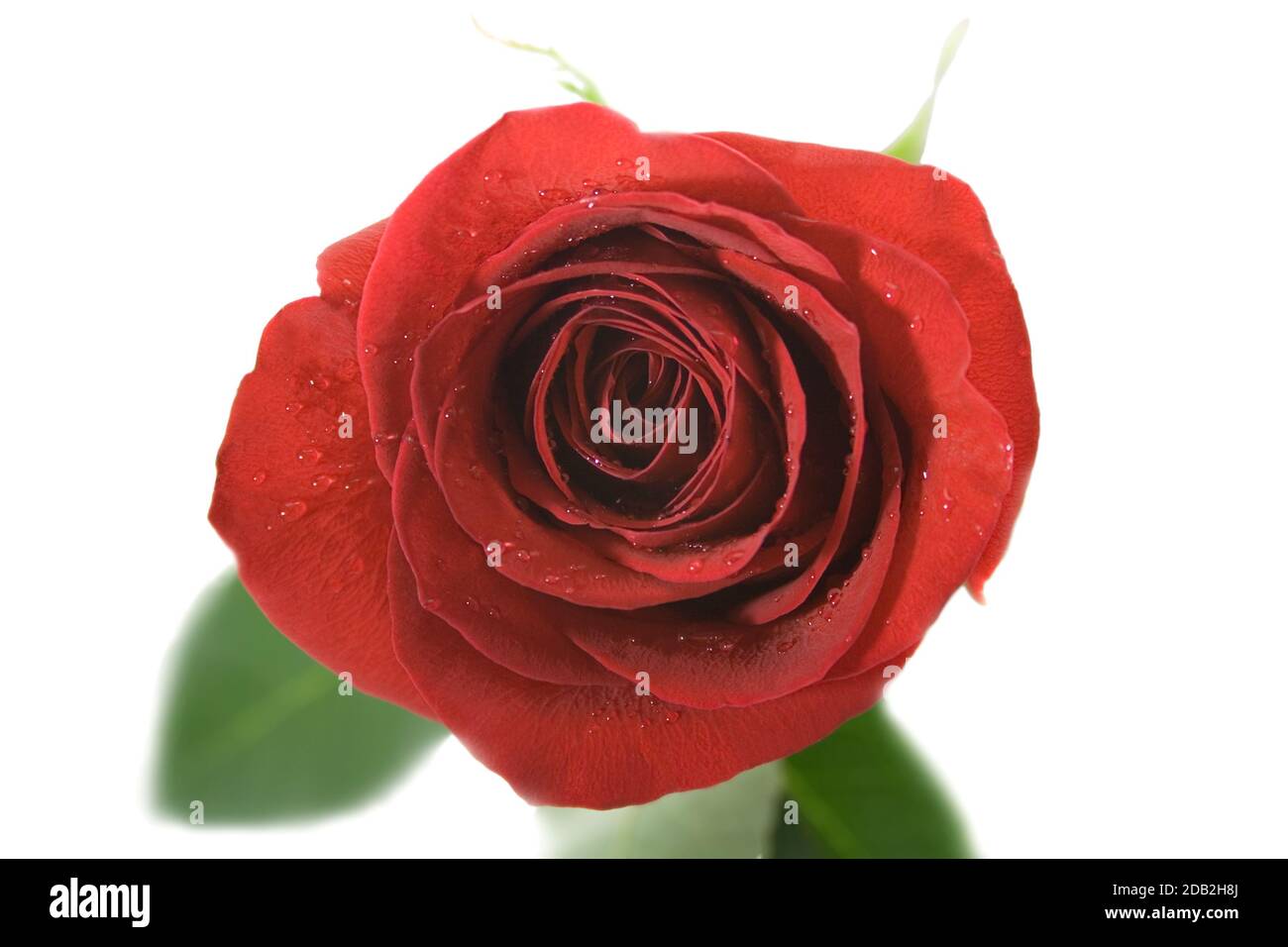 A Single red rose,close-up .Isolated On white background Stock Photo ...