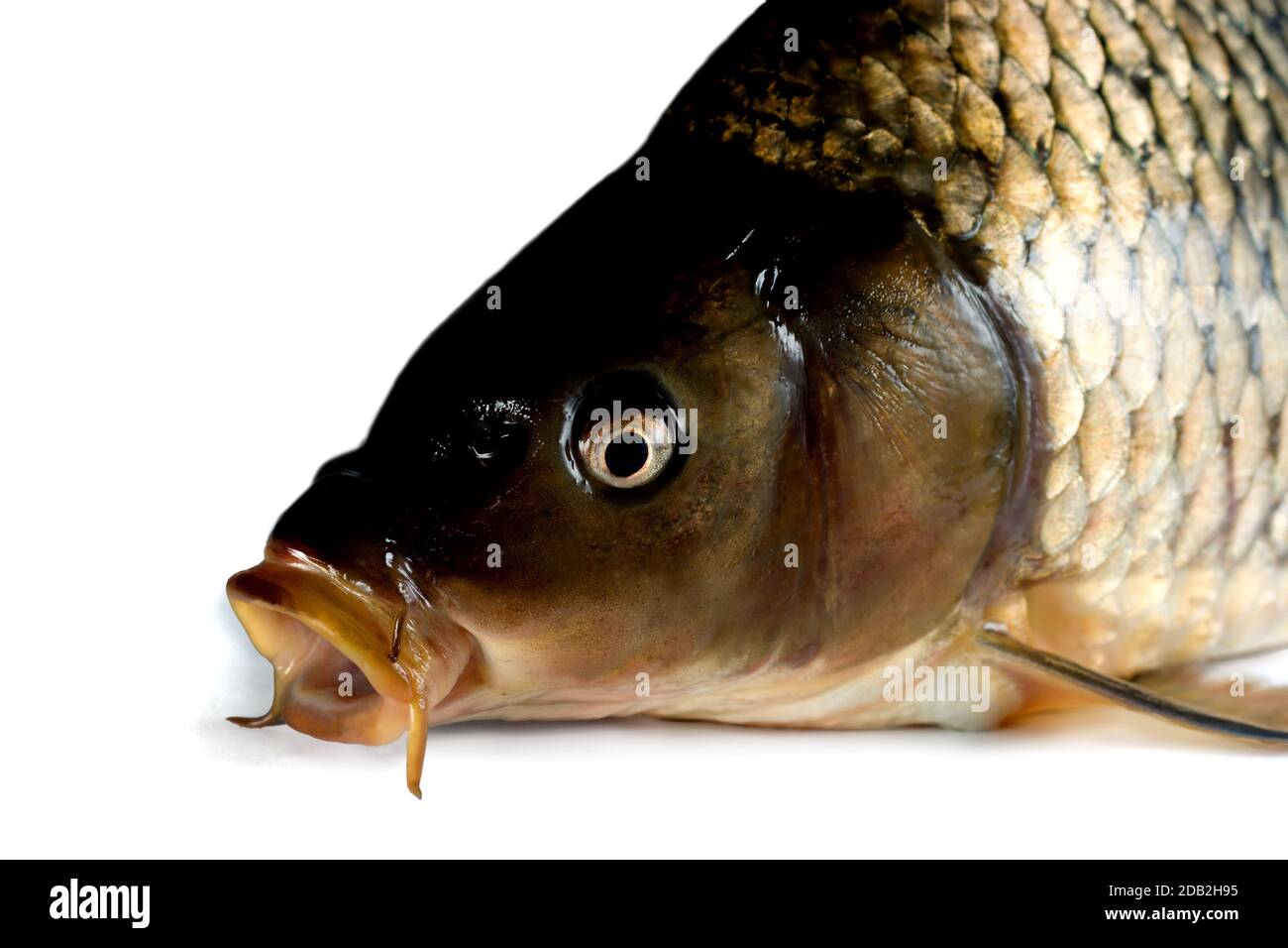 head carp close-up isolated on white background Stock Photo - Alamy