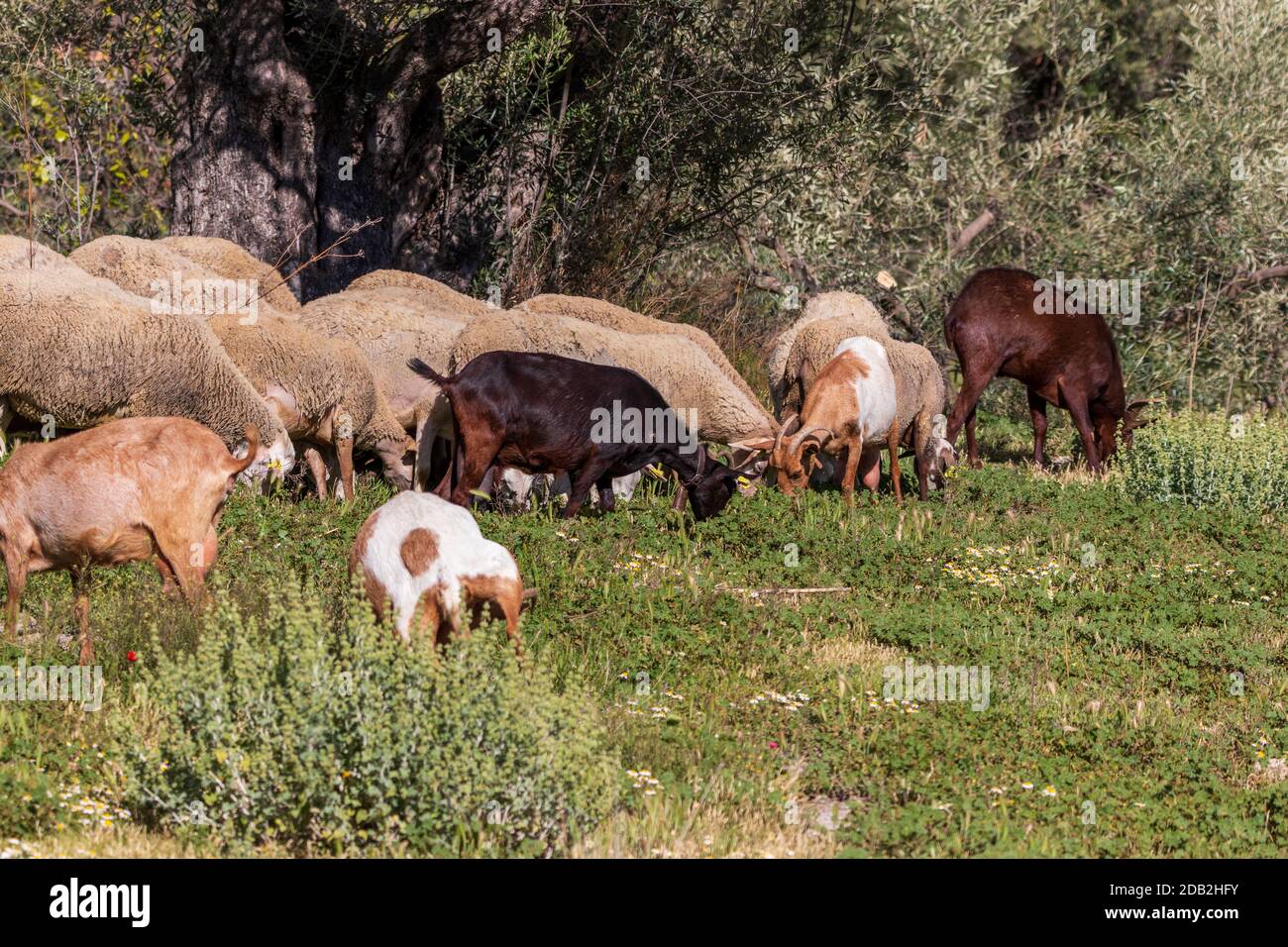 Ovis aries and Capra aegagrus hircus, Sheep and Goats Grazing in a ...