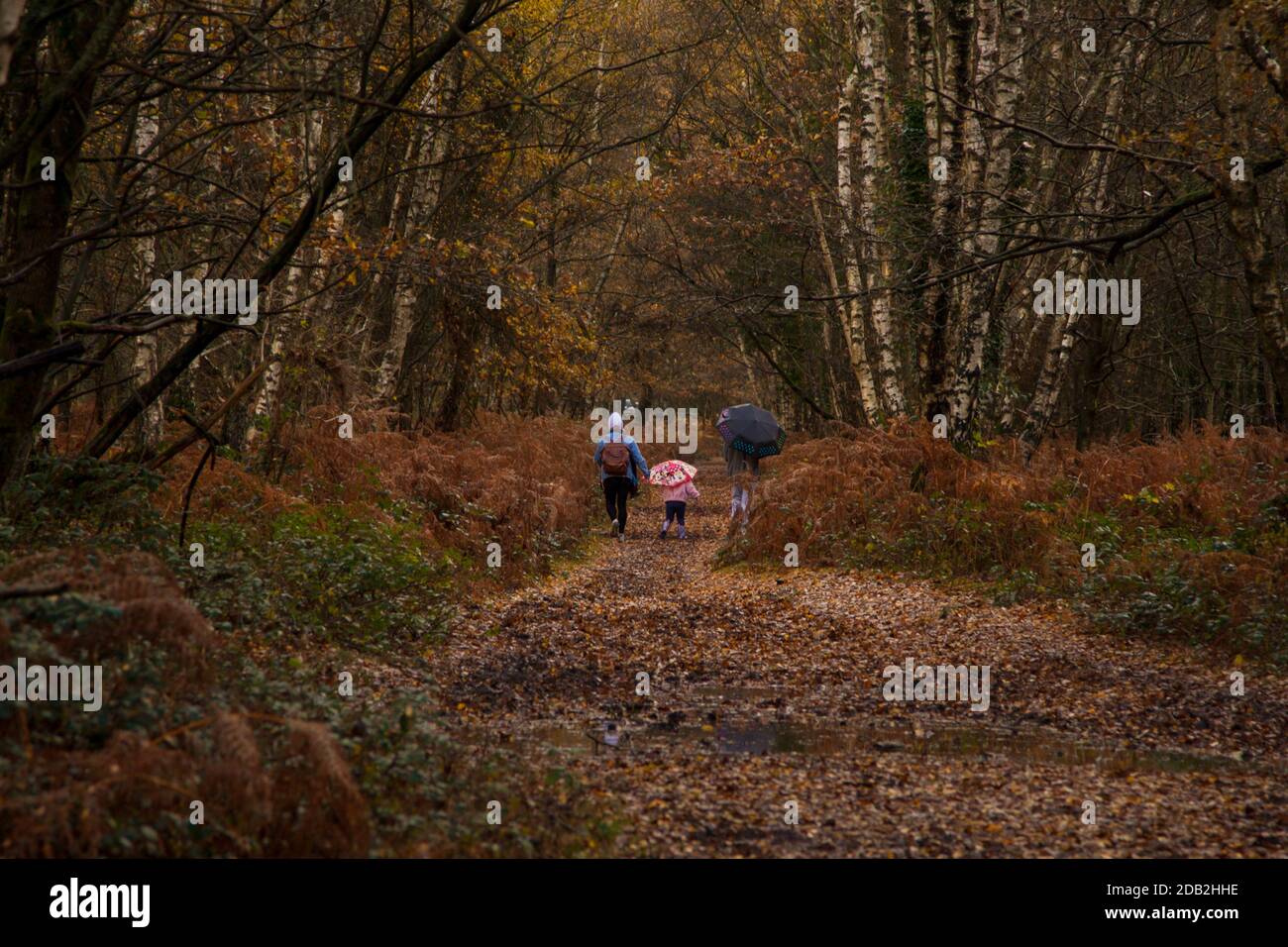 Umbrellas in the rain countryside hi-res stock photography and images ...