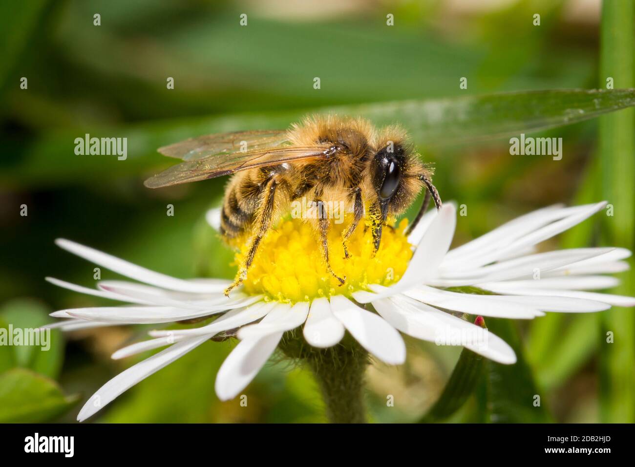 Burrowing bees hi-res stock photography and images - Alamy