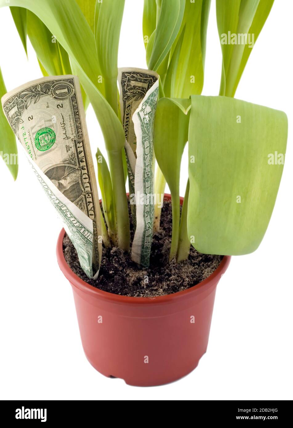 growing of the money, close-up isolated on white background Stock Photo ...