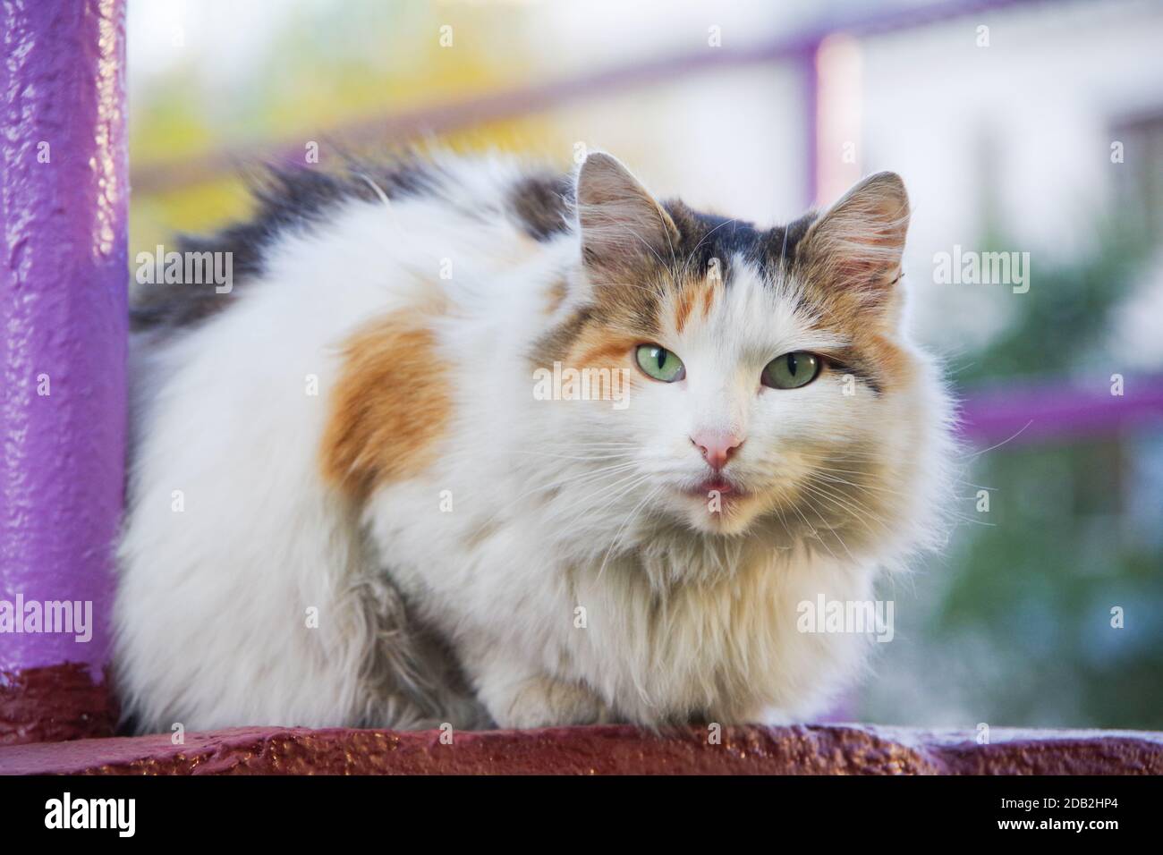 Multi color cat hi-res stock photography and images - Alamy