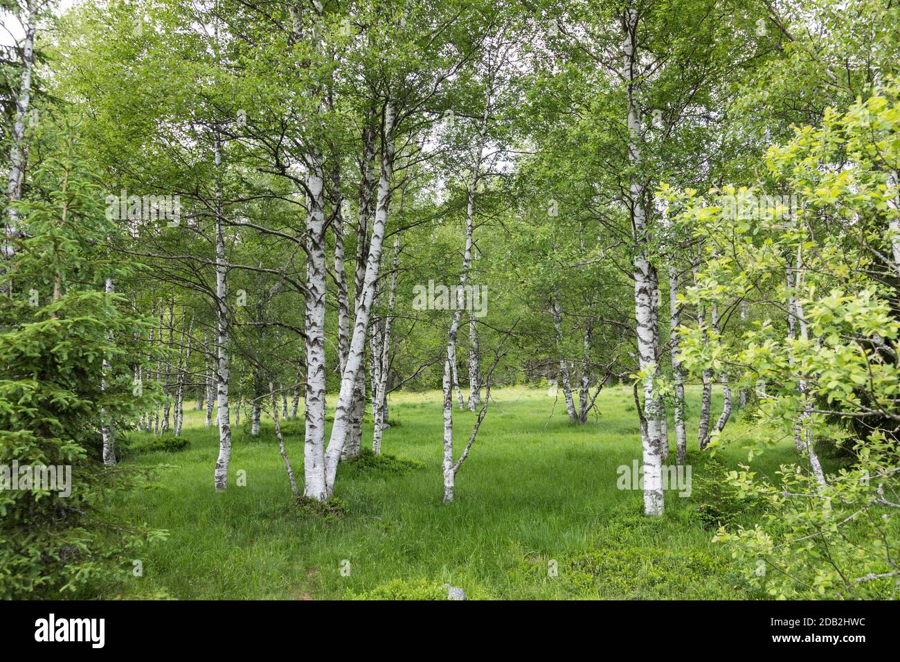 Swamp birch hi-res stock photography and images - Alamy