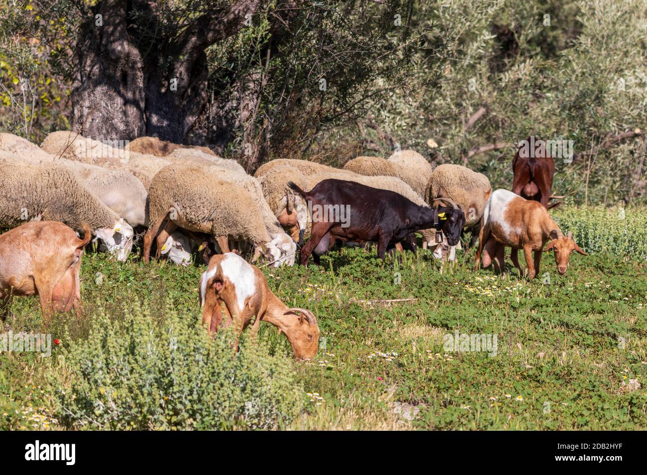 Domestic Goat Capra Hircus Male High Resolution Stock Photography and ...