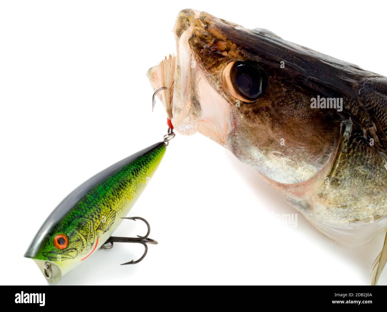 big fish pike perch predator isolated on white background Stock Photo ...