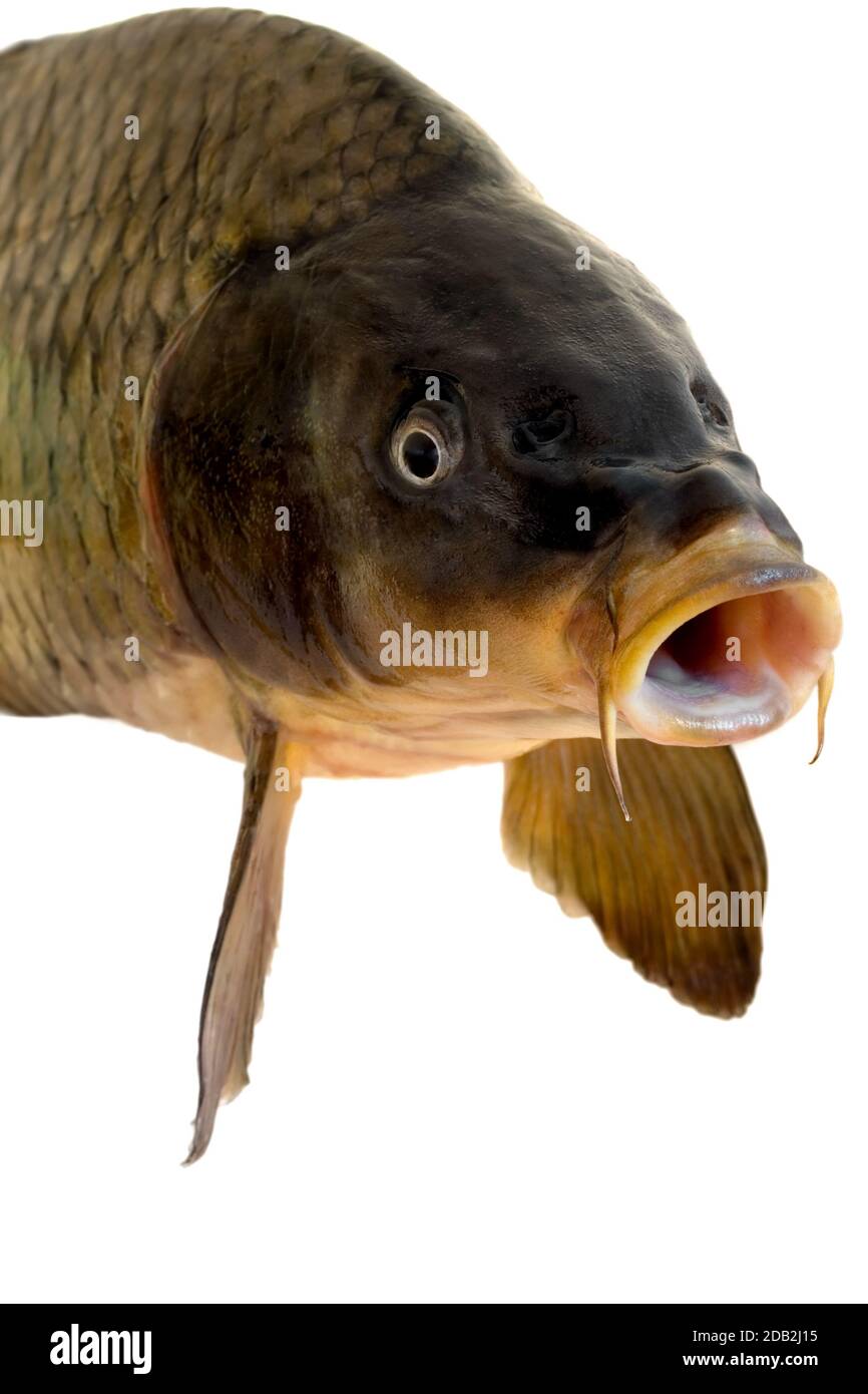 carp head close-up isolated on white background Stock Photo - Alamy