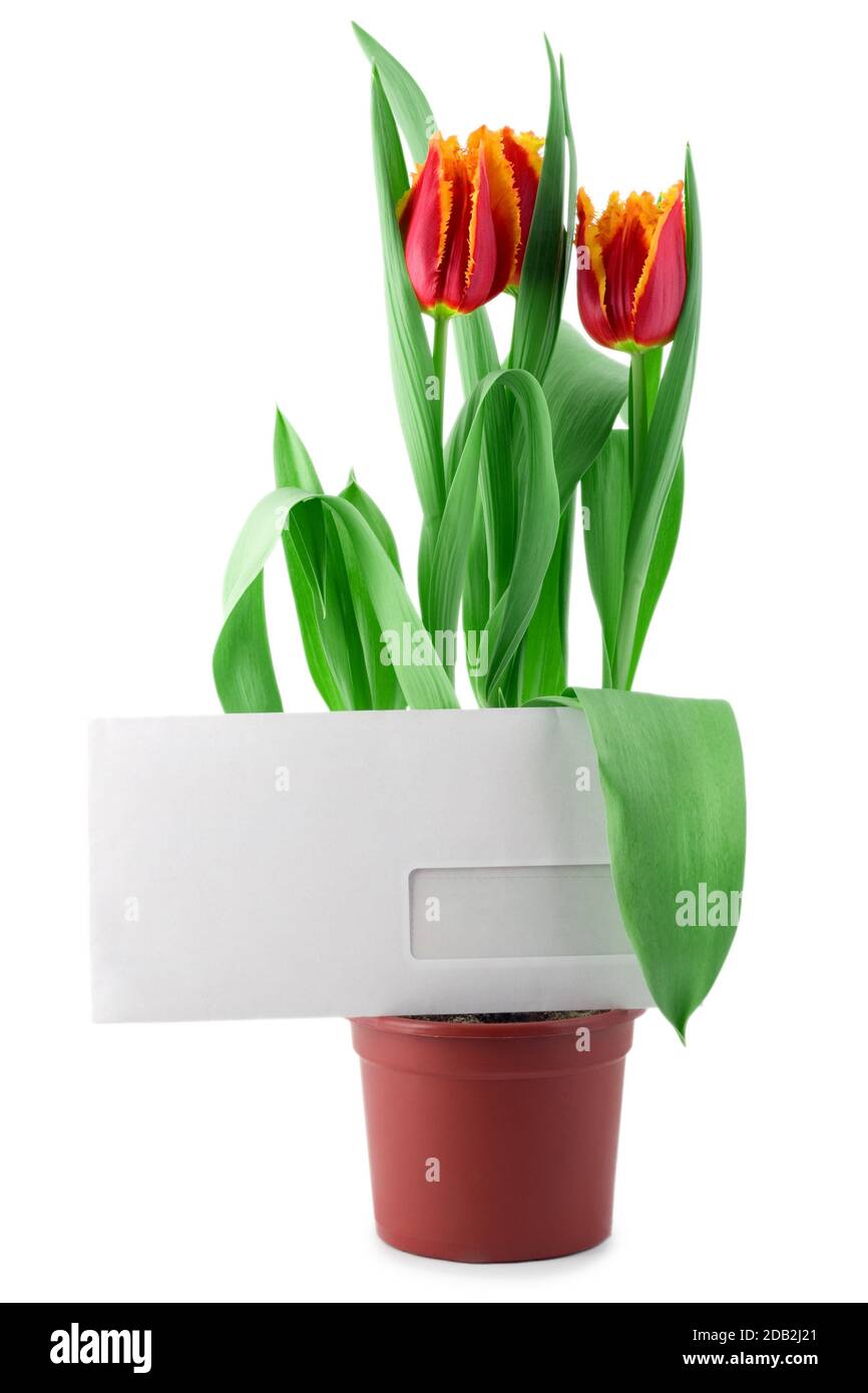 Pink envelope flower bouquet Cut Out Stock Images & Pictures - Alamy