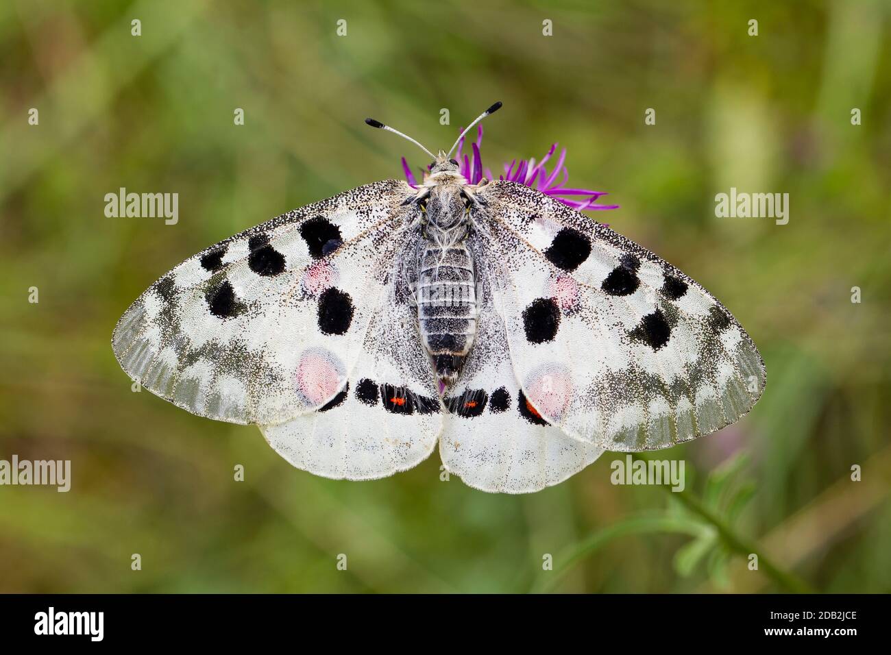 Parnassius apollo north america hi-res stock photography and images - Alamy