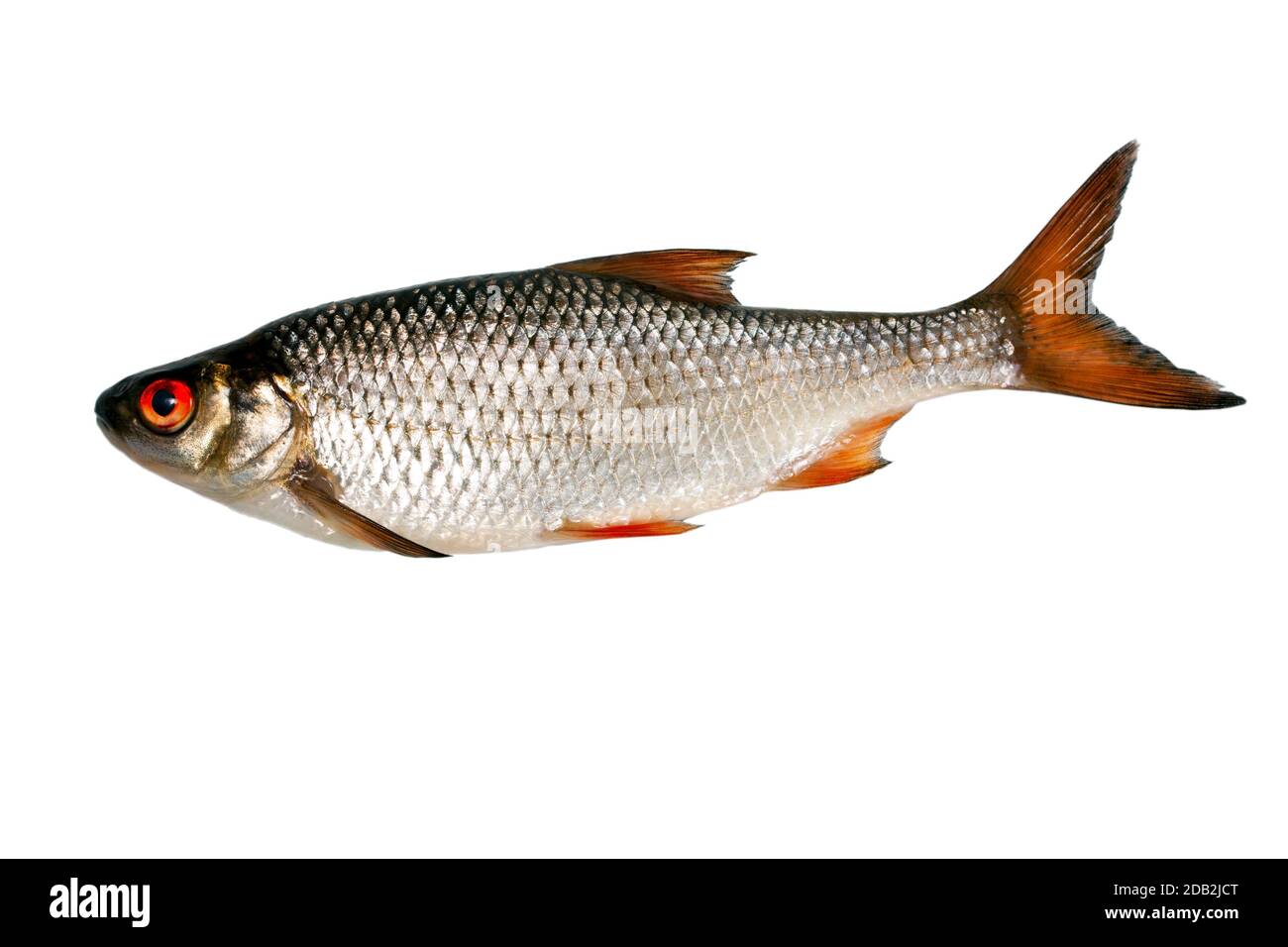 fish silver isolated on white background Stock Photo - Alamy