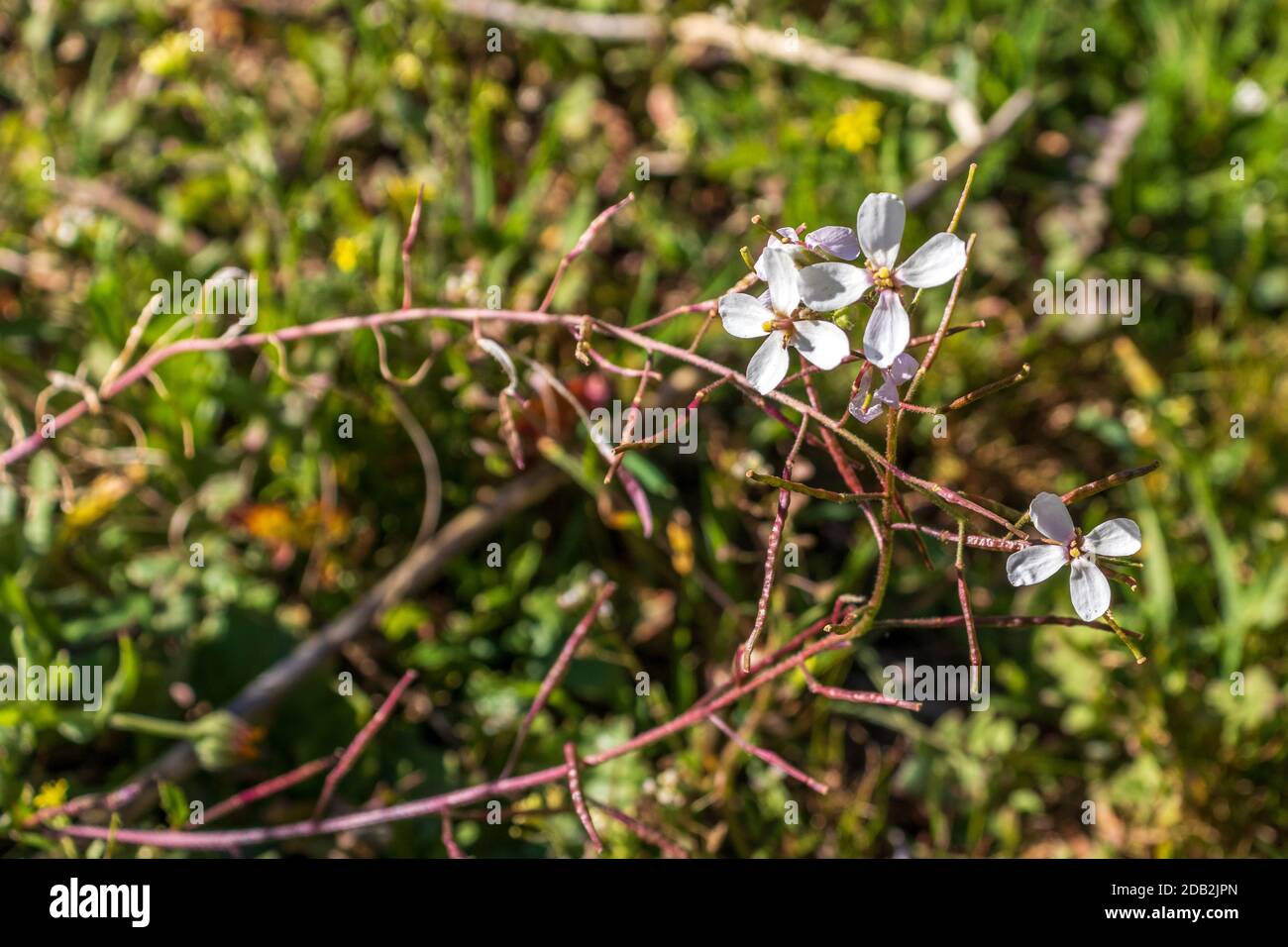 Garden wall rocket hi-res stock photography and images - Alamy