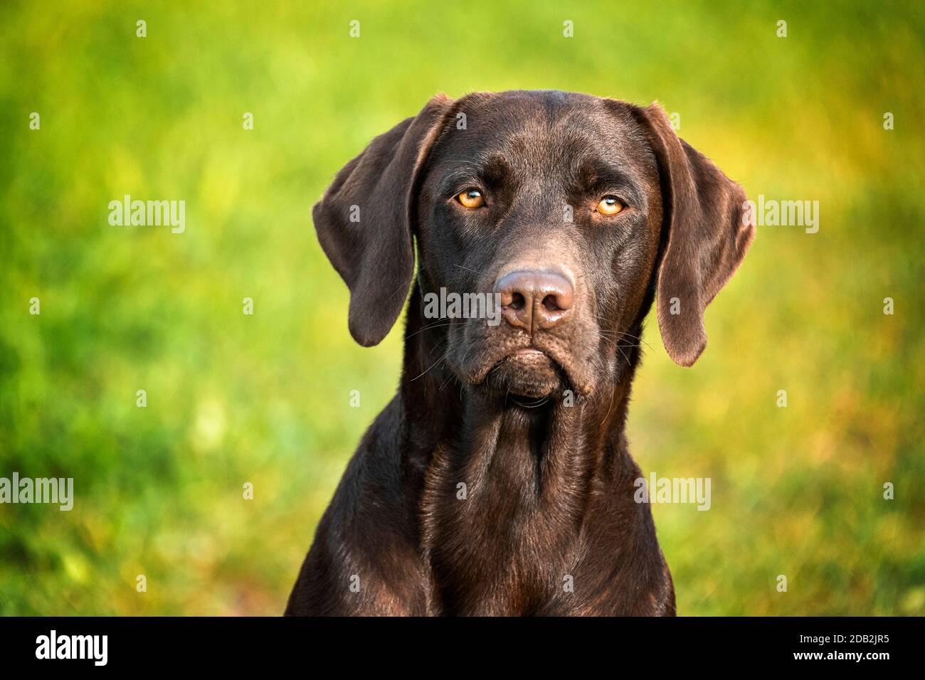 Labrador Retriever. Portrait of brown female. Germany Stock Photo - Alamy