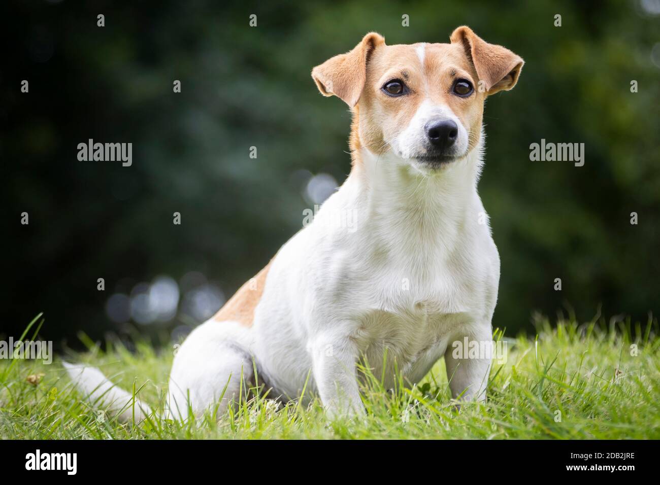 Jack Russell Terrier. Adult dog sitting in grass. Germany Stock Photo ...
