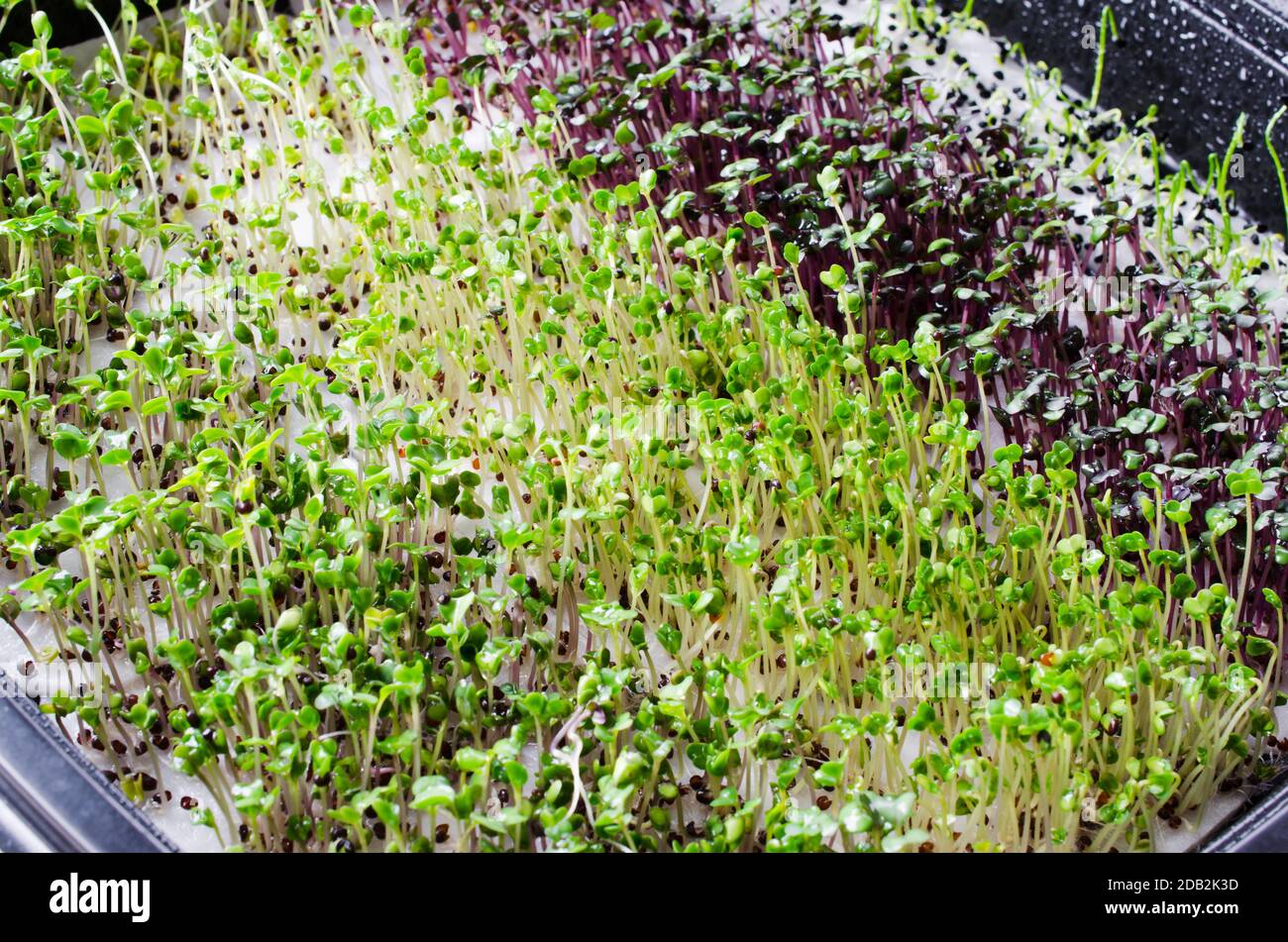 Mixed micro greens is grown at home. Healthy and fresh micro greens ...