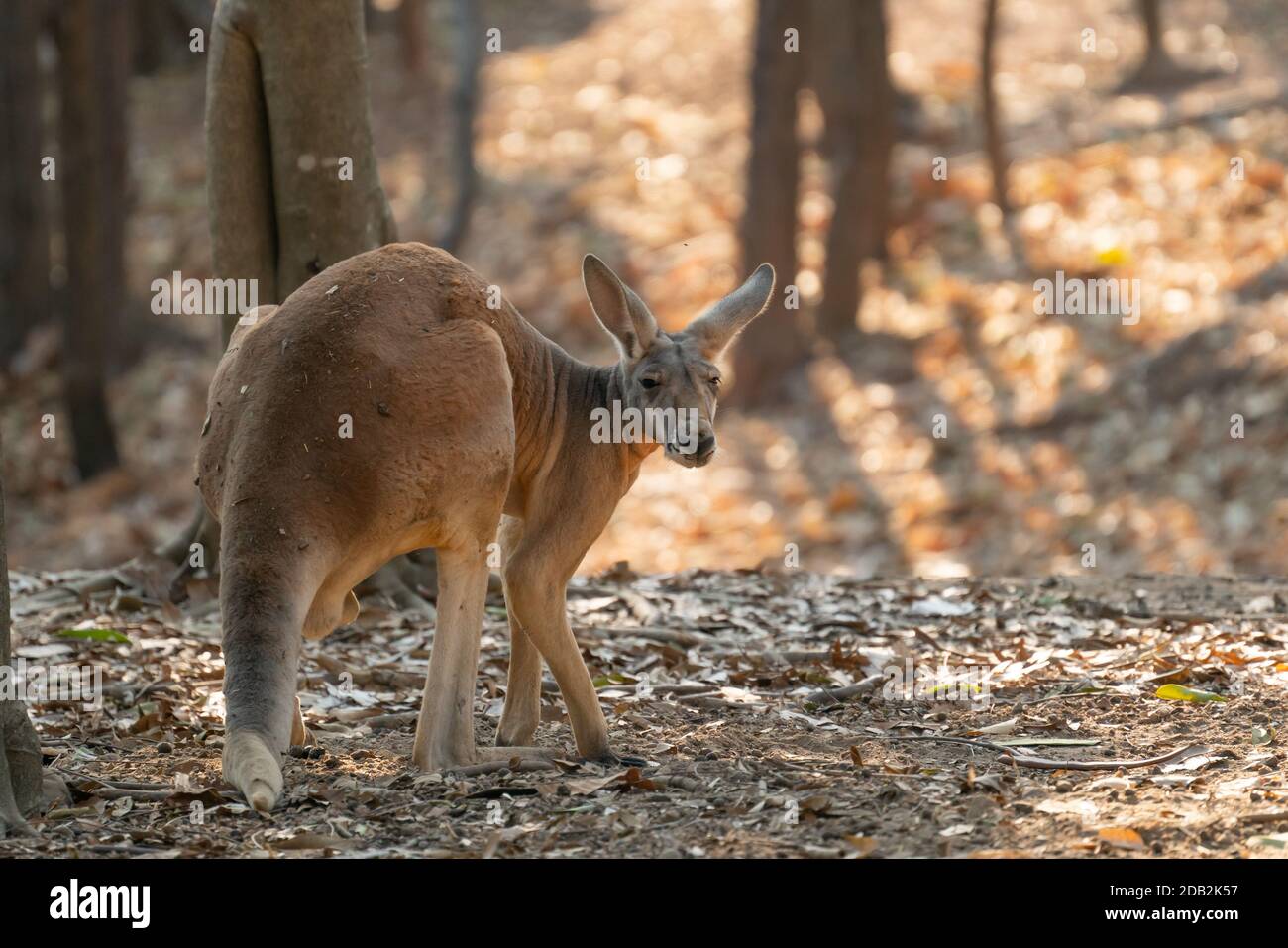 red kangaroo standing in zoo Stock Photo - Alamy