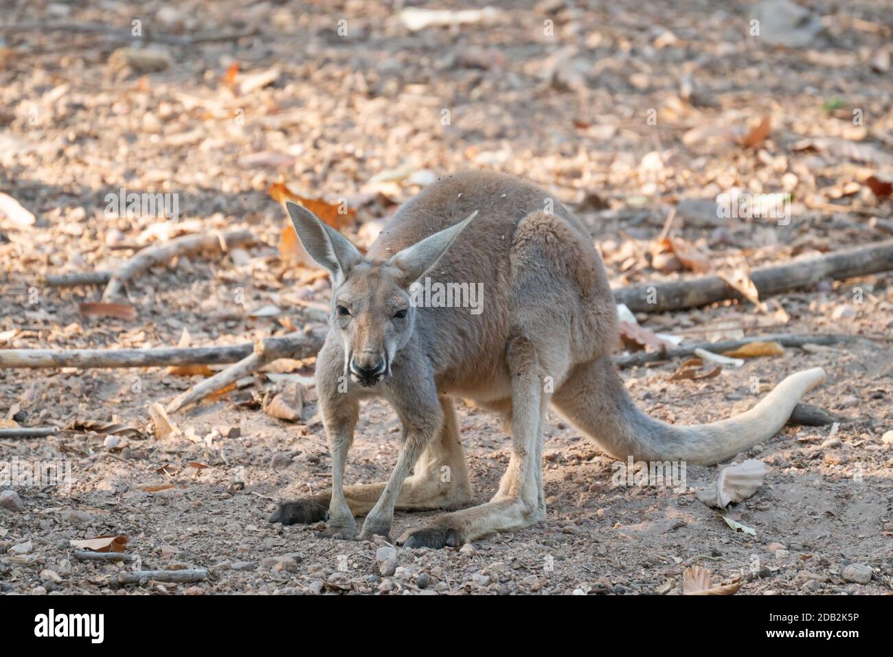 red kangaroo standing in zoo Stock Photo - Alamy
