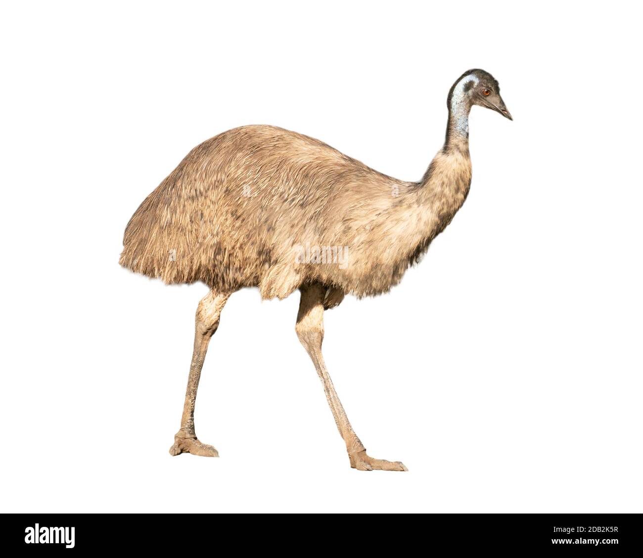 australian emu isolated on white background Stock Photo - Alamy