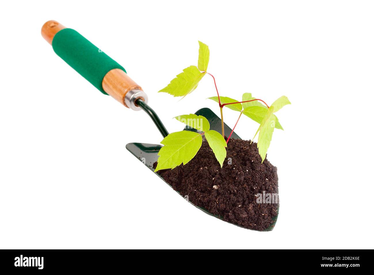 green small plant in garden spade isolated on white background Stock ...