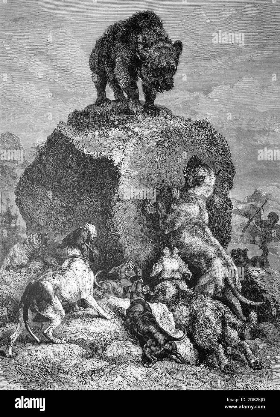 Bear was placed by the pack of hunting dogs and stands on a boulder ...