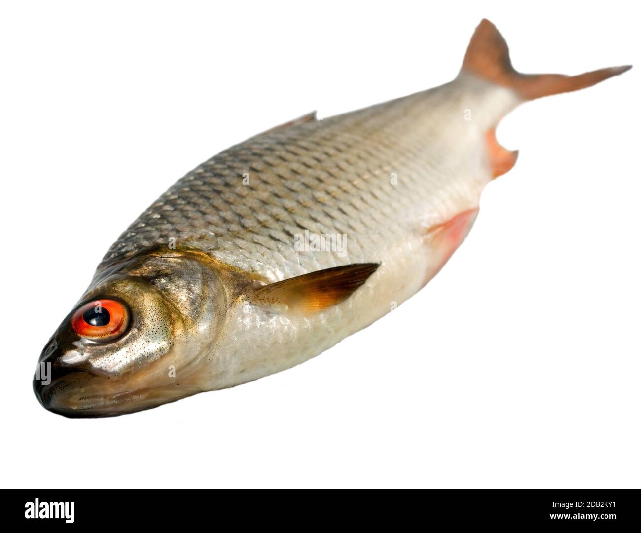 Fish roech macro isolated on white background Stock Photo - Alamy