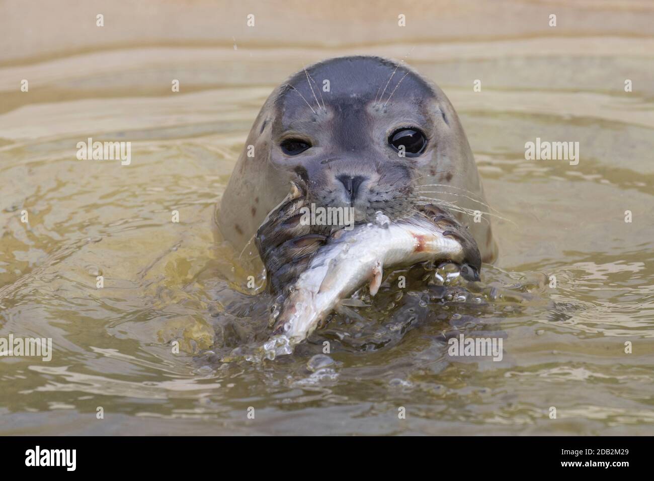 Seal eating fish hi-res stock photography and images - Alamy