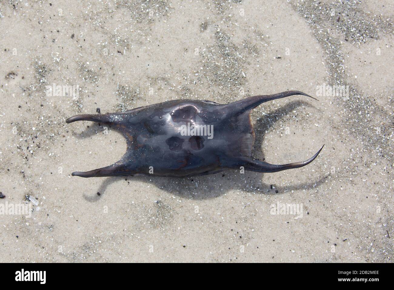 Undulate Ray (Raja undulata). Egg case washed ashore. Germany Stock ...